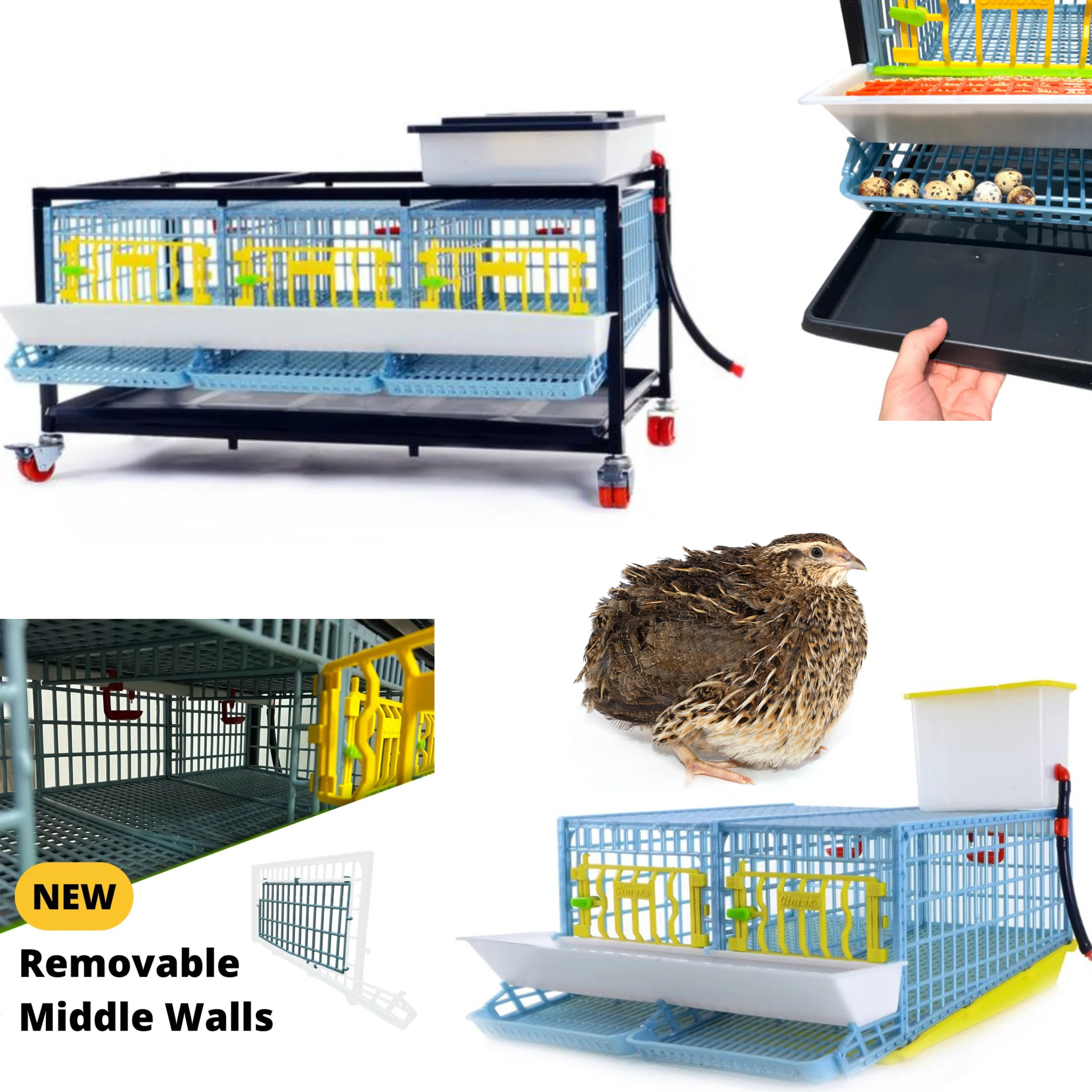 *New* Quail Starter Kits | Firefly Farm - Pasture Raised Poultry, Pork ...