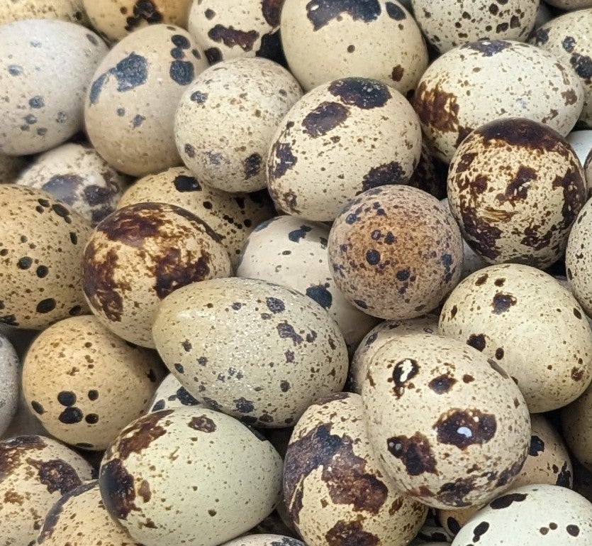 12 Coturnix Quail Hatching Eggs | Firefly Farm - Pasture Raised Poultry ...